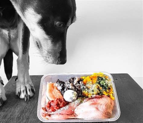 Es Saludable Alimentar A Los Perros Con Pollo Crudo