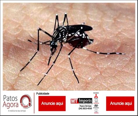 Casos de dengue crescem e colaboração popular é essencial para não