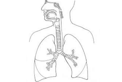 Respiratory System Diagram Unlabeled 2592 The Best Porn Website