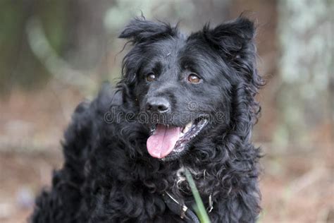 Perro Negro Peludo De La Mezcla Del Perro Perdiguero Del Perro De Aguas