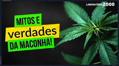 MITOS E VERDADES Sobre A MACONHA YouTube