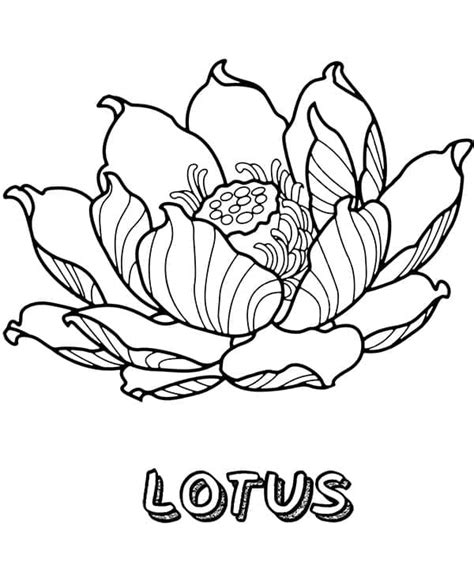 Coloriage Fleurs de Lotus télécharger et imprimer gratuit sur