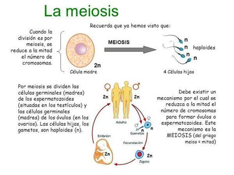 Fases de la MEIOSIS y características RESUMEN con esquema vídeos