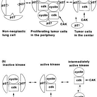 Diagrams Showing Possible Interactions Of Cyclin A Cdk And P A