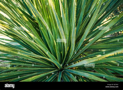 A Close Up Image Of A Desert Plant With Long Narrow Leaves Covered With