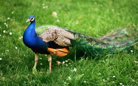 Majestic Peacock Hd Wallpaper