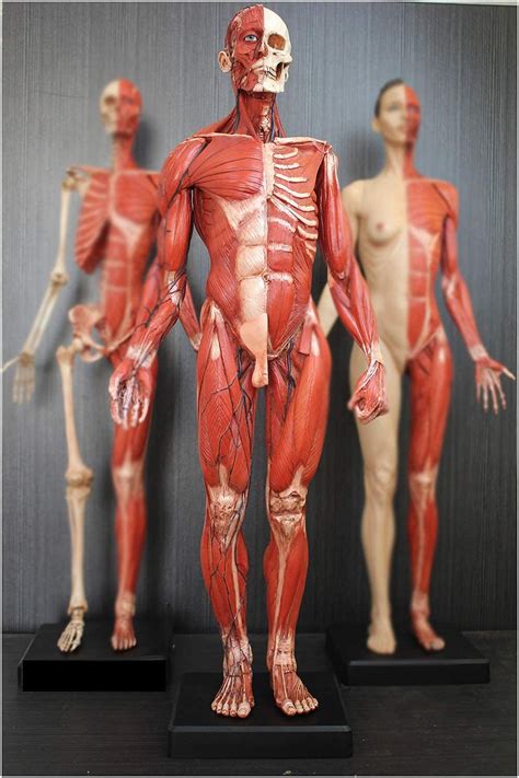 Colijol Anatomy Diagram Male Anatomy Figure Human Muscle Skeleton The