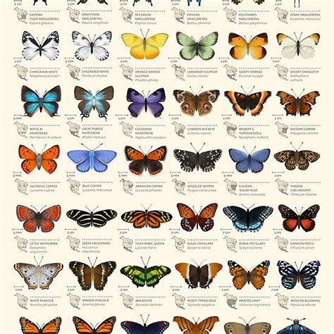 Swallowtail Papilionidae Identification Life Cycle Facts Pictures Artofit