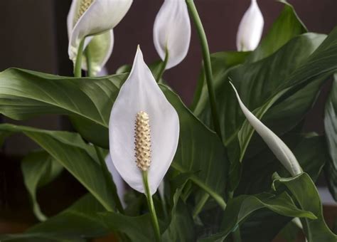 5 Plantas Que Atraem Sorte E Boas Energias Shopping Garden