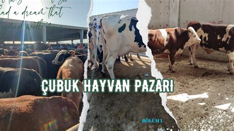 ÇUBUK HAYVAN PAZARI İNEK FİYATLARI YÜKSELİYOR PAZAR KALABALIK