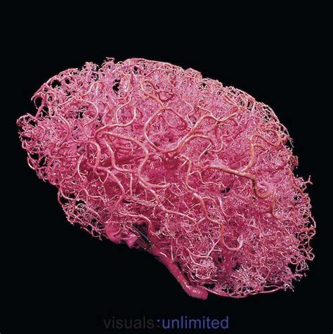 Dr Lindsey Fitzharris Drlindseyfitz On X Human Brain Human Body