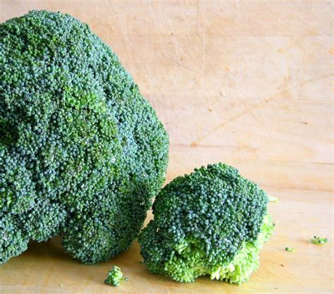 Cómo cultivar brócoli 6 pasos