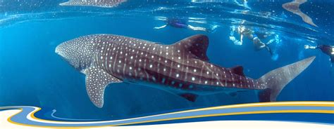 WHALE SHARK SWIM NINGALOO Kings Ningaloo Reef Tours Exmouth