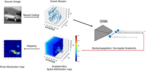 frontiers gradient based feature attribution explainability methods for spiking neural networks