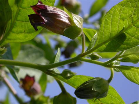Atropa L Plants Of The World Online Kew Science