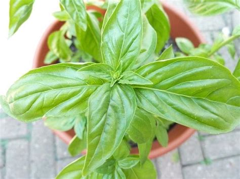 Cuidados de la albahaca en maceta Guía práctica con VÍDEO