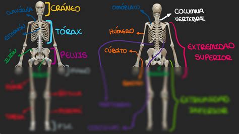 SOLUTION Sistema Esquel Tico Studypool
