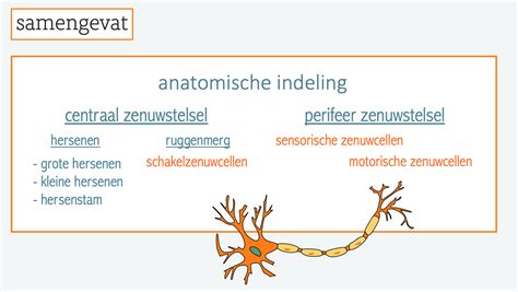 Zenuwstelsel Biojuf