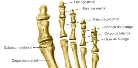 Anatomia Do Pe