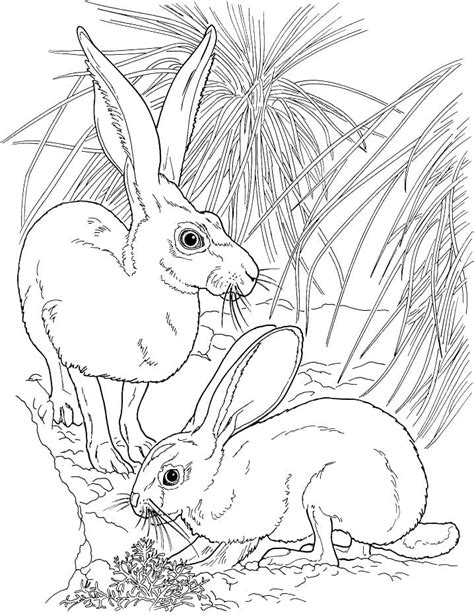 Dibujos De Conejo Para Colorear Para Colorear Pintar E Imprimir