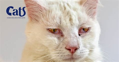 Será que meu gatinho está dor 20 sinais comportamentais e físicos