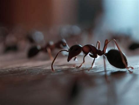 Comment se débarrasser efficacement des fourmis dans votre maison Les