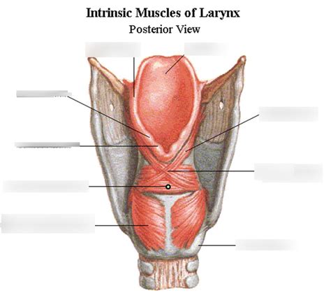 Intrinsic Muscles Of Larynx Diagram Quizlet