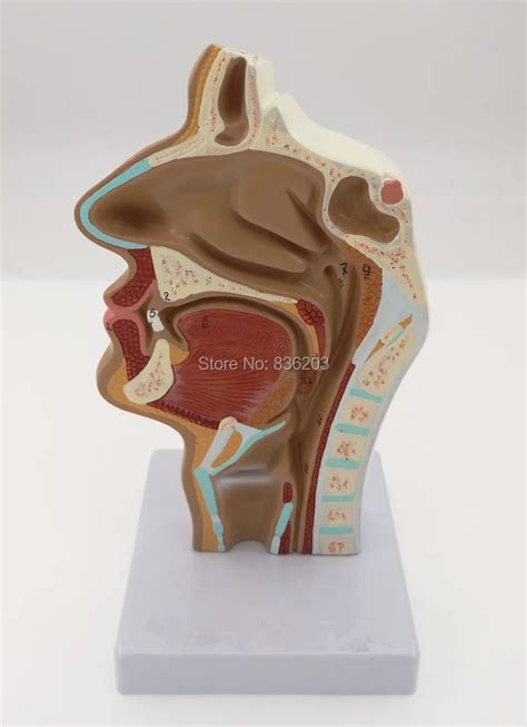 Human Anatomical Nasal Cavity Throat Anatomy Medical Pathology