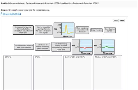 Solved Part D Differences Between Excitatory Postsynaptic Chegg