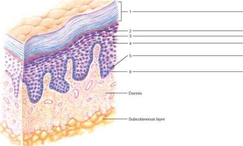 Labeling The Layers Of The Epidermis In Thick Skin Diagram Quizlet
