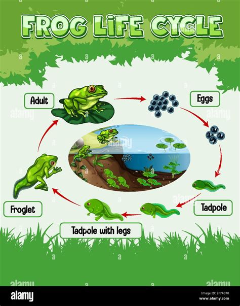 Diagrama que muestra el ciclo de vida de la ilustración de Frog Imagen