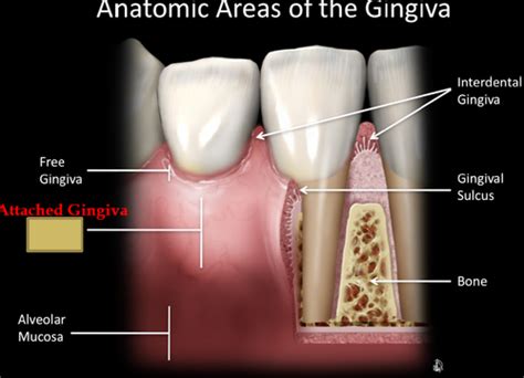 Dhy Chapter Periodontium The Tooth Supporting Structures