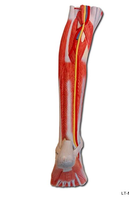 Arteries Of The Lower Limb Diagram Quizlet
