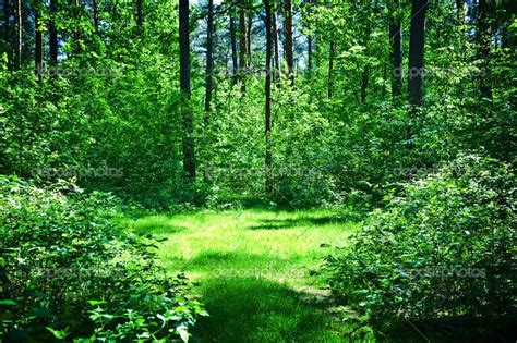 Glade Open Grassy Area Within A Woodland Forest Landscape Urban