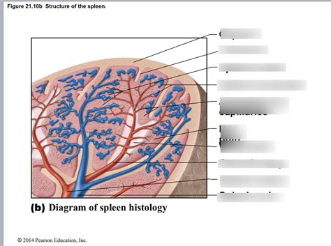 Structure Of Spleen Diagram Quizlet