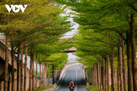 Bộ Sưu Tập Hình Ảnh Cây Xanh Cực Chất Full 4K Với Hơn 999 Tấm Ảnh