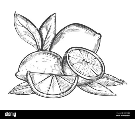 Citrus Stock Vector Images Alamy