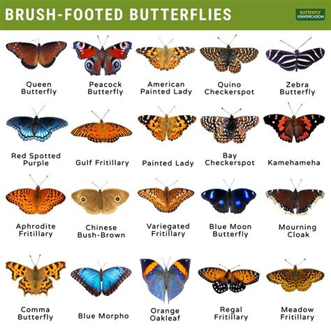 Swallowtail Papilionidae Identification Life Cycle Facts Pictures Artofit
