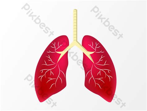 Chia sẻ hơn 61 về hình vẽ lá phổi coedo vn