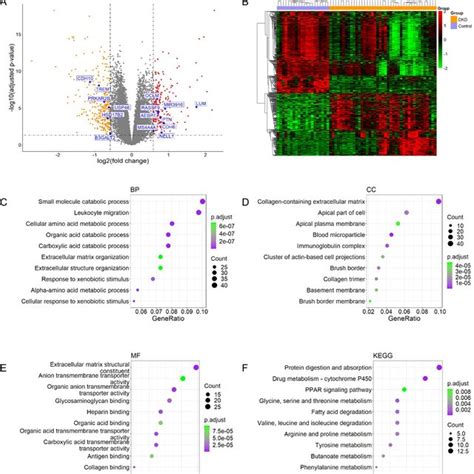 Differentially Expressed Genes DEGs Screening And Pathway Analysis