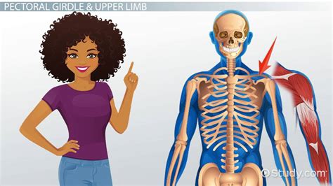 Muscles Of The Pectoral Girdle Upper Limbs Structure Movement