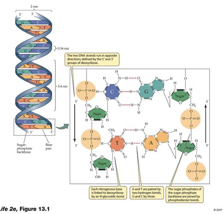 Genetics And Genetic Engineering Flashcards Quizlet