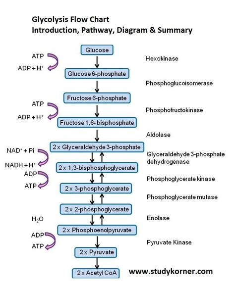 Glycolysis Flow Chart Introduction Pathway Diagram Summary StudyPK