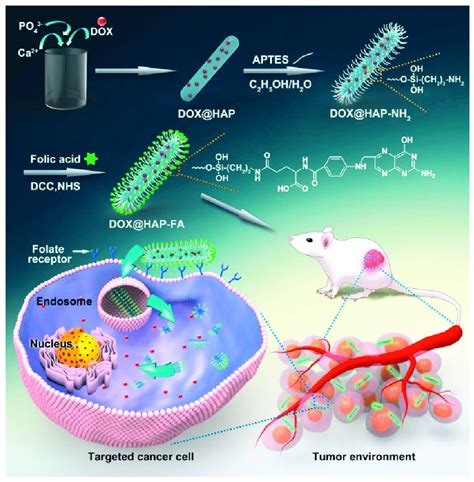 Synthesis Route Of DOX HAP FA Nanocarrier And The Antitumor Mechanism