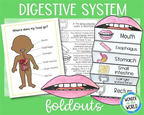 The Body And Mouth Are Labeled In Different Parts Of The Body With