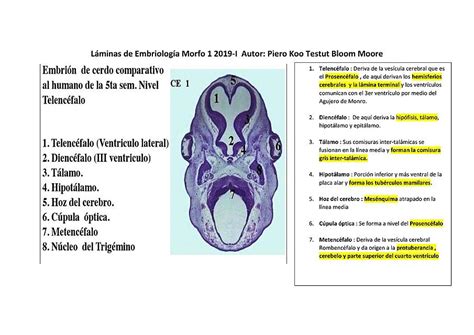 Láminas Embriología Sistema Nervioso Piero Koo uDocz