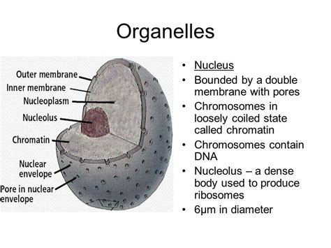 List The Double Membrane Cell Organelles Present In Eukaryotic Cell