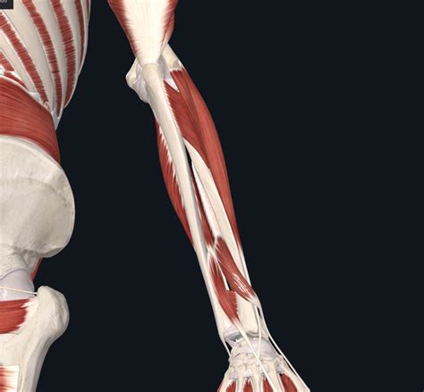 Upper Limb Forearm Muscle Layer Posterior Diagram Quizlet