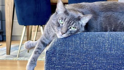 Intriguing Facts About Tabby Cats