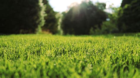 Green Grass Papel De Parede HD Plano De Fundo 1920x1080 ID 518733